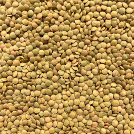 Biologische groene linzen kopen | 100% Bio | Bionoot.nl